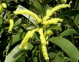 Black Wattle