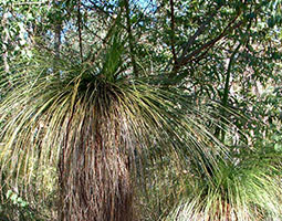 Grass Tree